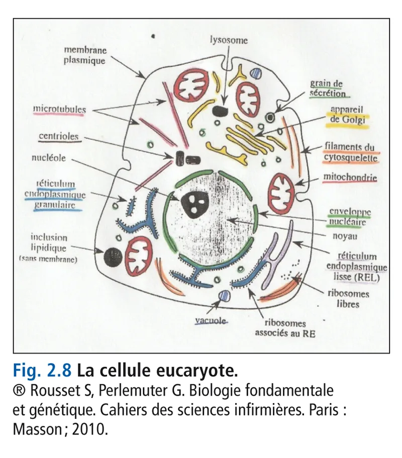 Modèle structurel ou agencement des constituants cellulaires