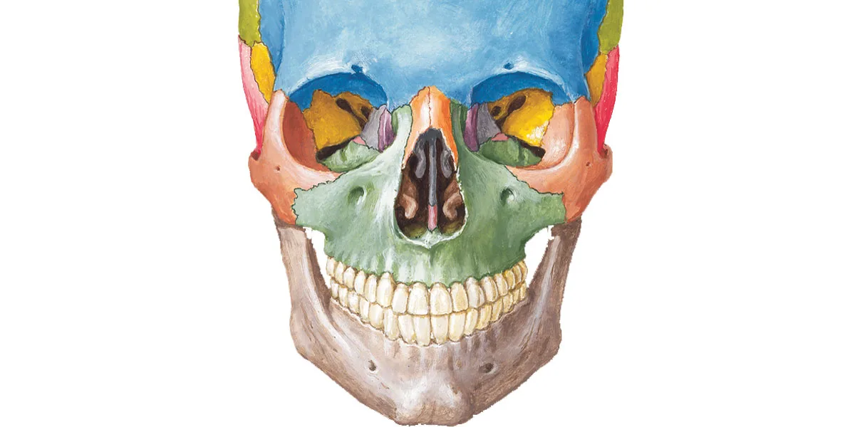 Atlas d'anatomie humaine de Netter