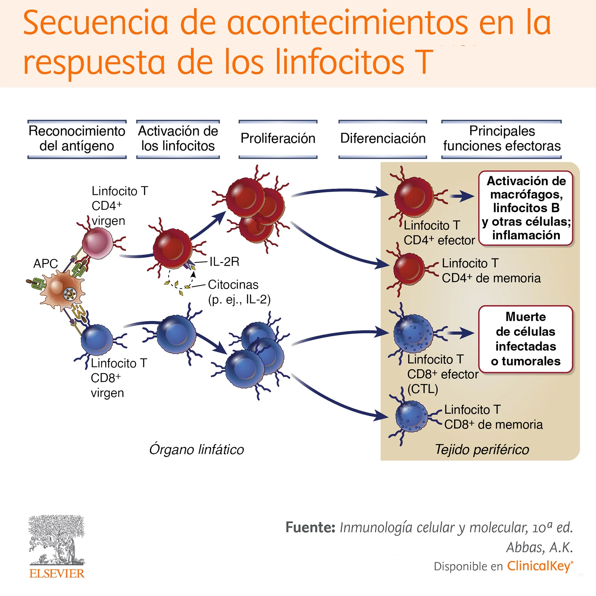 Activación de los linfocitos T: secuencia de acontecimientos