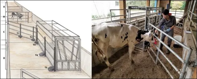 Training dairy cows with positive reinforcement can turn otherwise ...