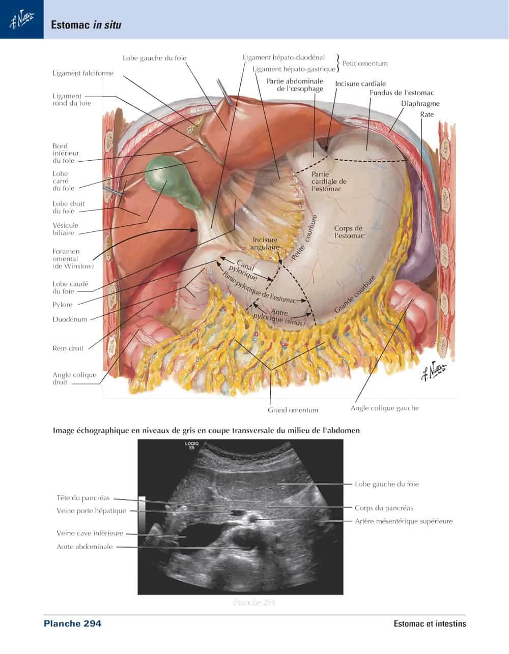 Atlas Netter d'anatomie humaine 8e édition
