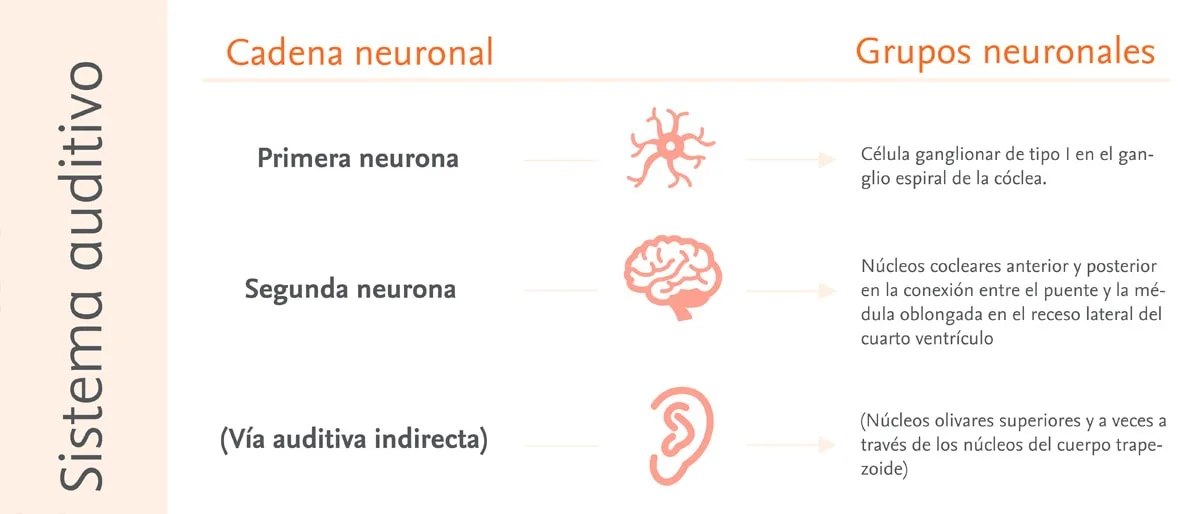 Vía auditiva: principales estaciones neuronales y cruces