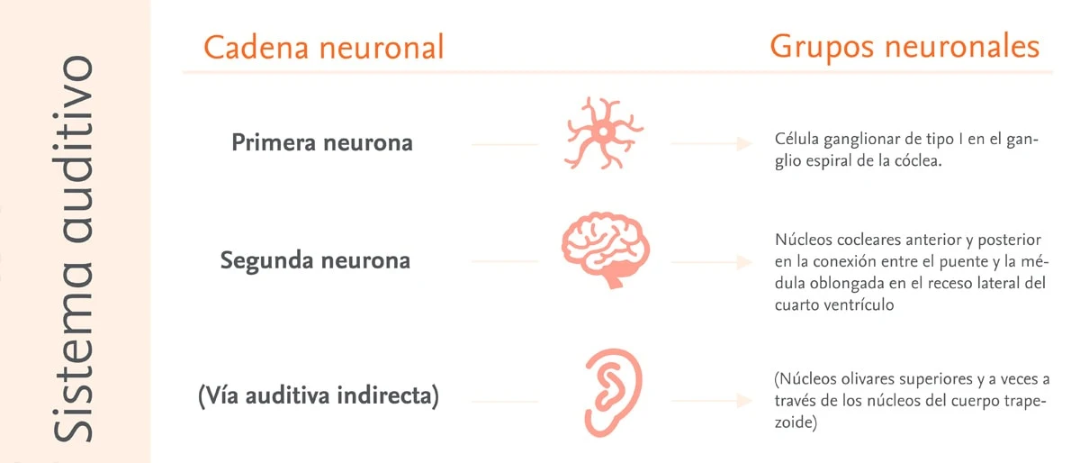Vía auditiva: principales estaciones neuronales y cruces
