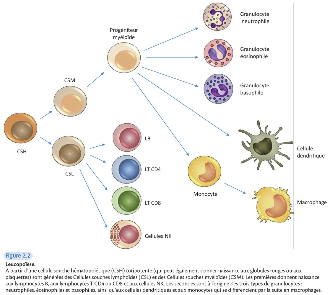DFGSM 2 3 Immunologie fondamentale et immunopathologie