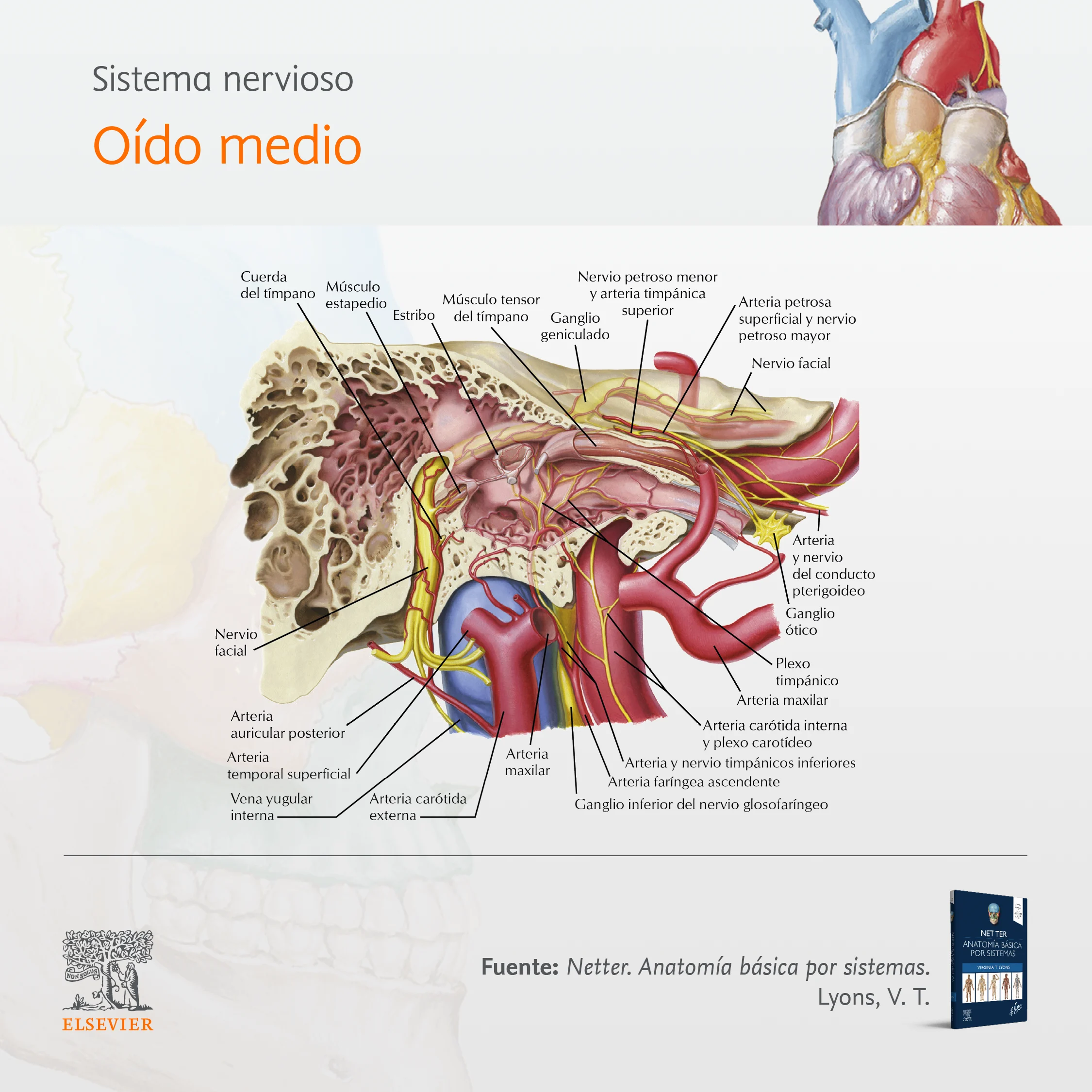 Homenaje a Frank H. Netter: Sistema Linfático