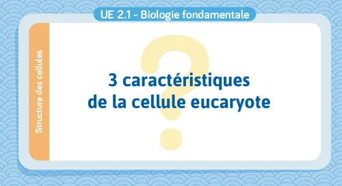 280 Flashcards IFSI pour réviser l’UE 2 : simple et efficace