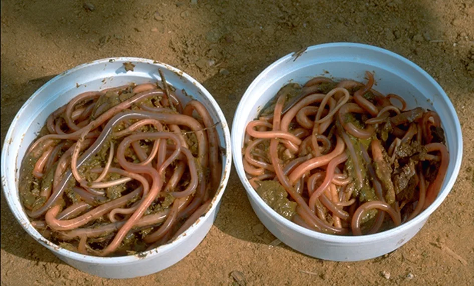 Parasitoses et mycoses des régions tempérées et tropicales