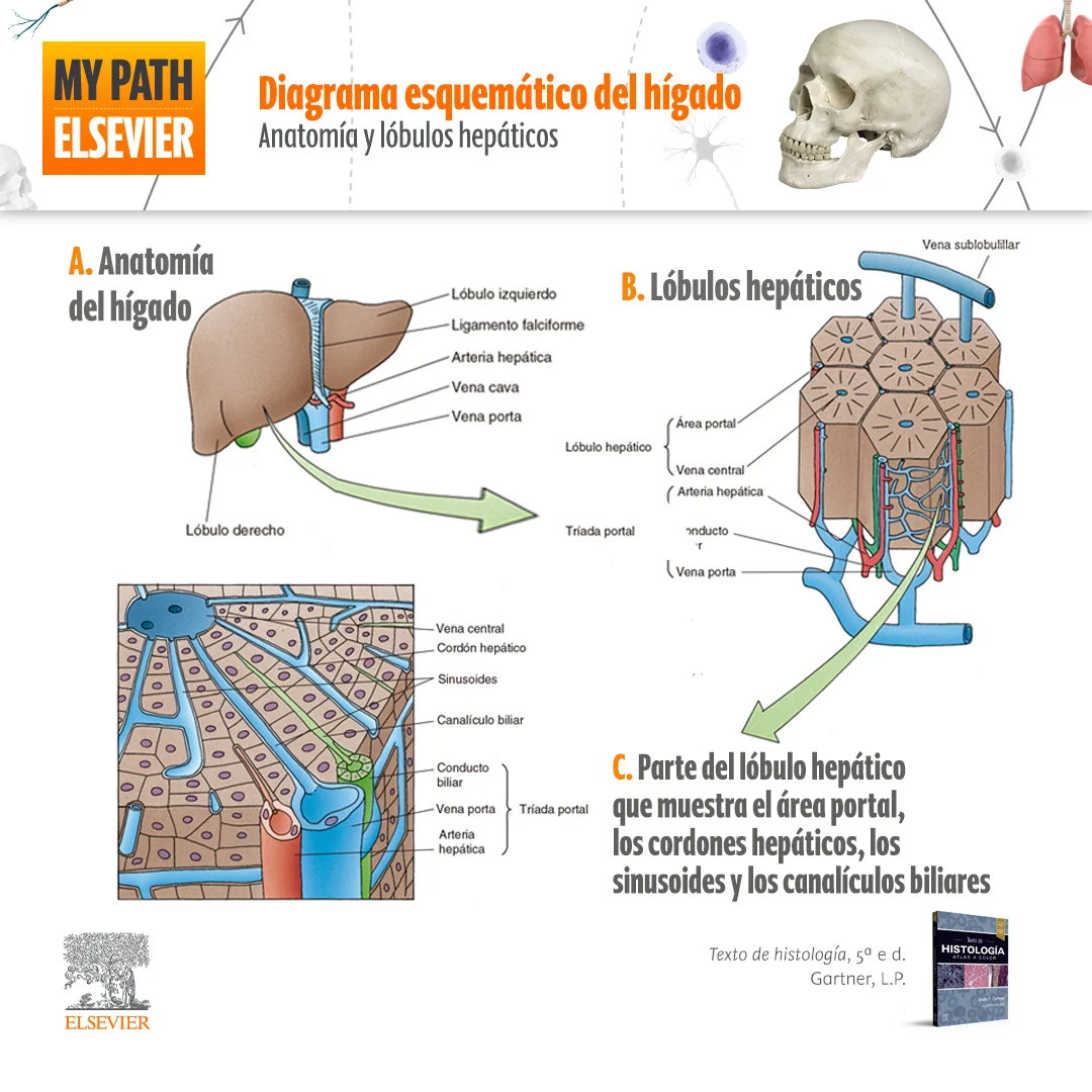 Apuntes de Histología. Diagrama esquemático del hígado