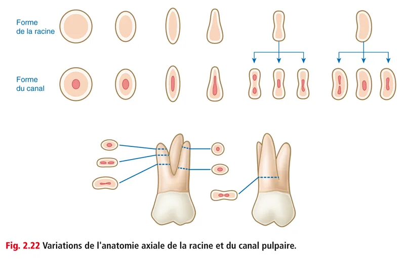 Anatomie dentaire
