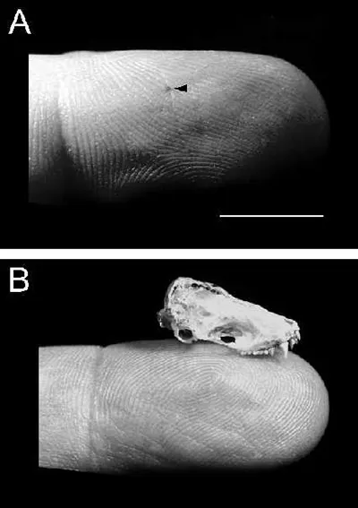8 things you may not know about rabies – but should