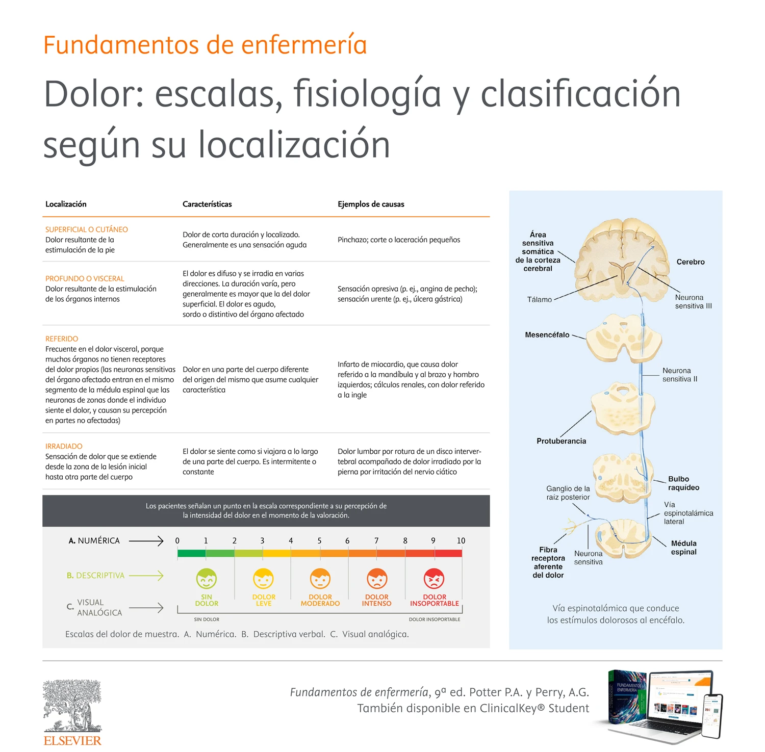 Dolor: escalas, fisiología y clasificación según su localización