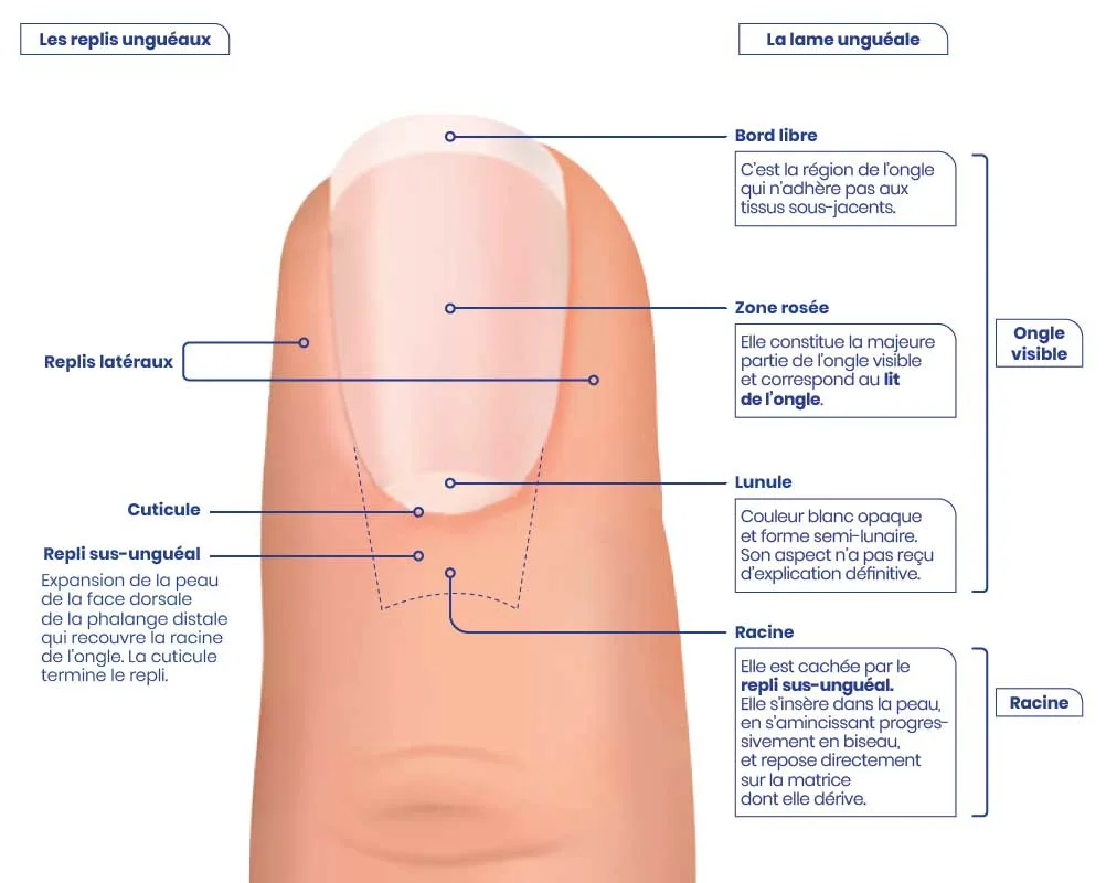 Les cahiers de l'étudiant - CAP BP Bac Pro BTS
