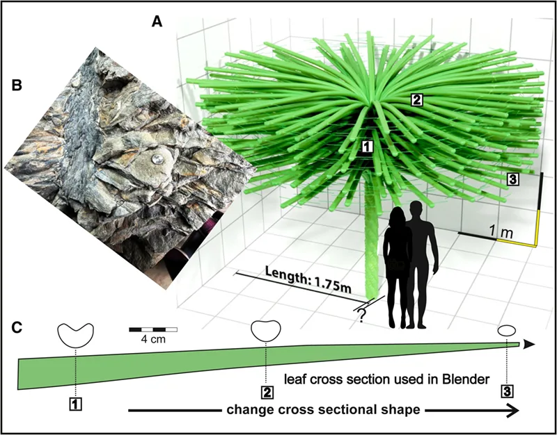 Rare fossils show early trees with forms unlike any you’ve ever seen