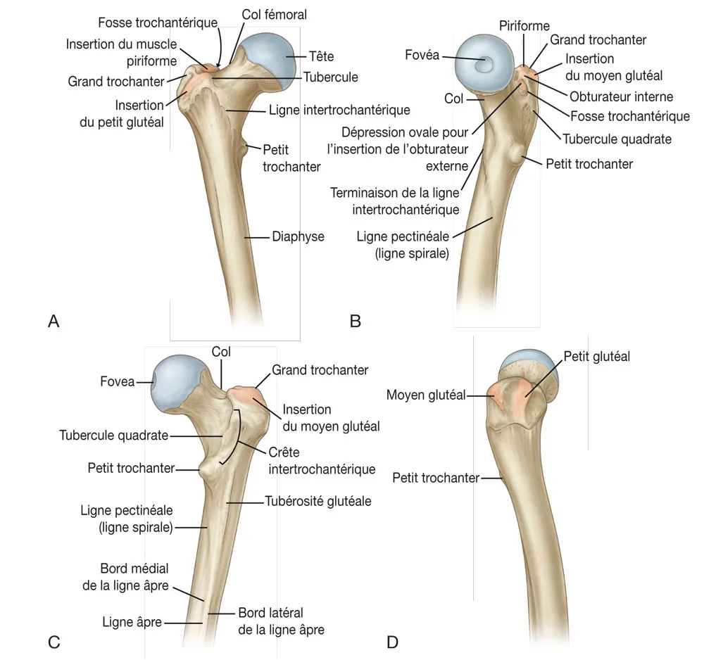 Membre inférieur, un extrait du Gray’s Anatomie – Les fondamentaux