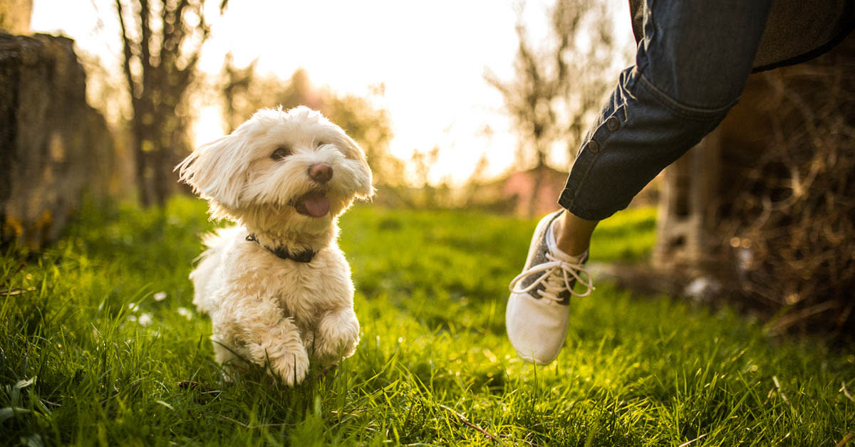 Connect: What makes a good dog-owner match? Here’s what science says