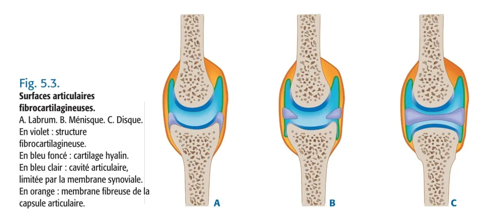 Anatomie pour PASS : Système Articulaire et Mouvement.