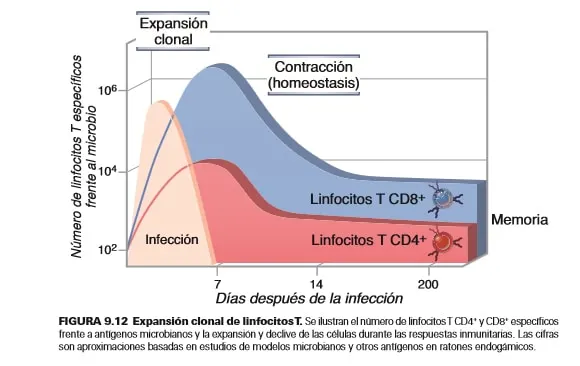 Desarrollo y propiedades de los linfocitos T memoria