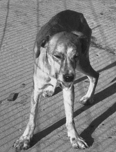 8 things you may not know about rabies – but should