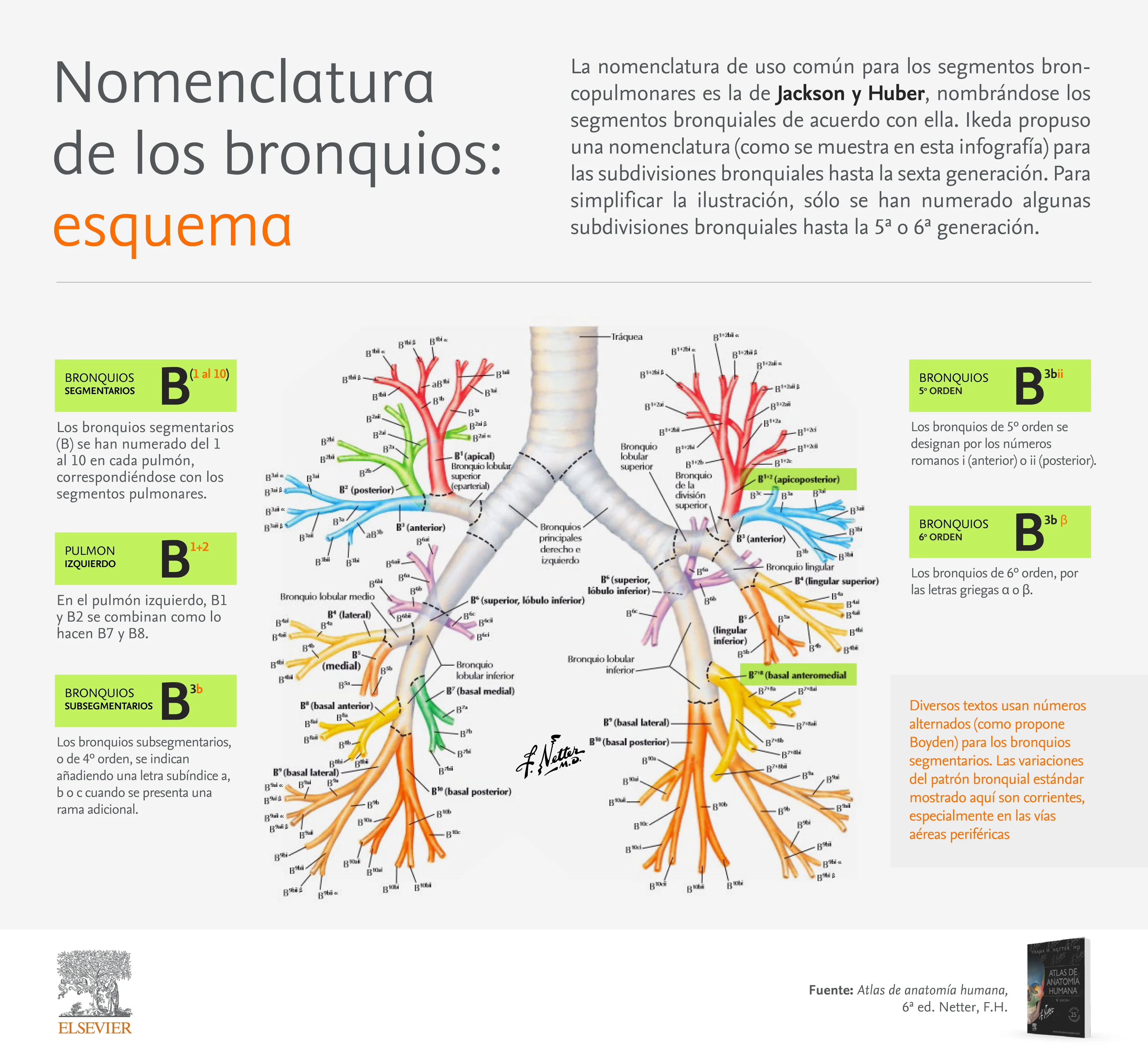 Nomenclatura de los bronquios