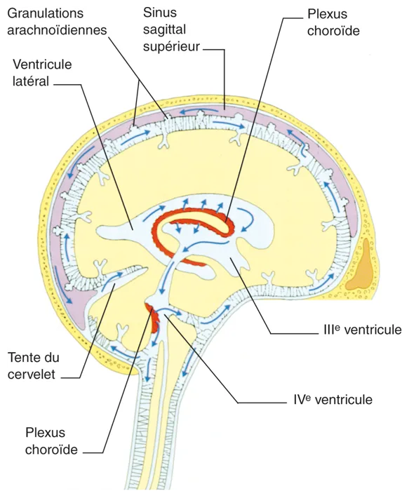 Neurophysiologie, dans une optique clinique