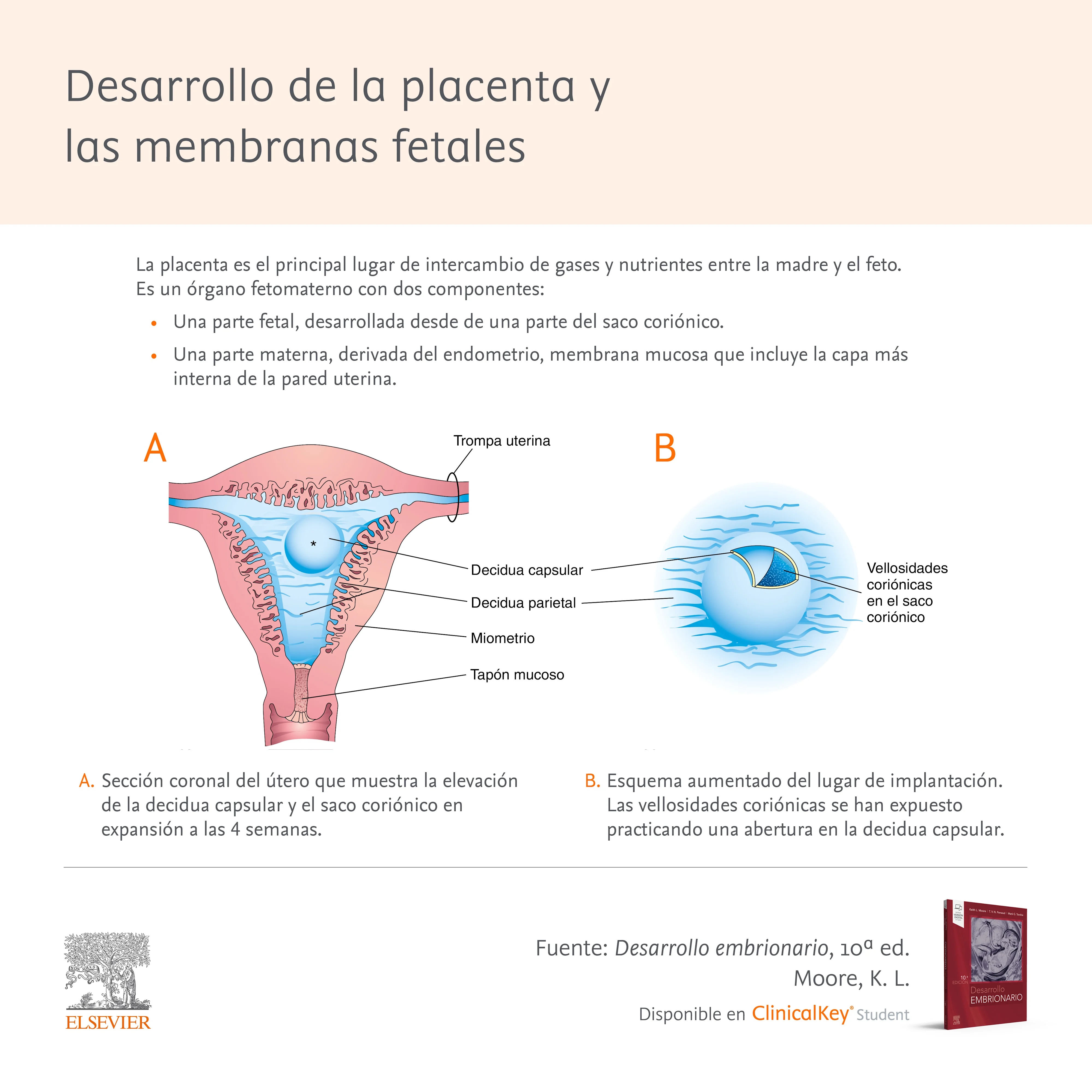Desarrollo de la placenta y las membranas fetales