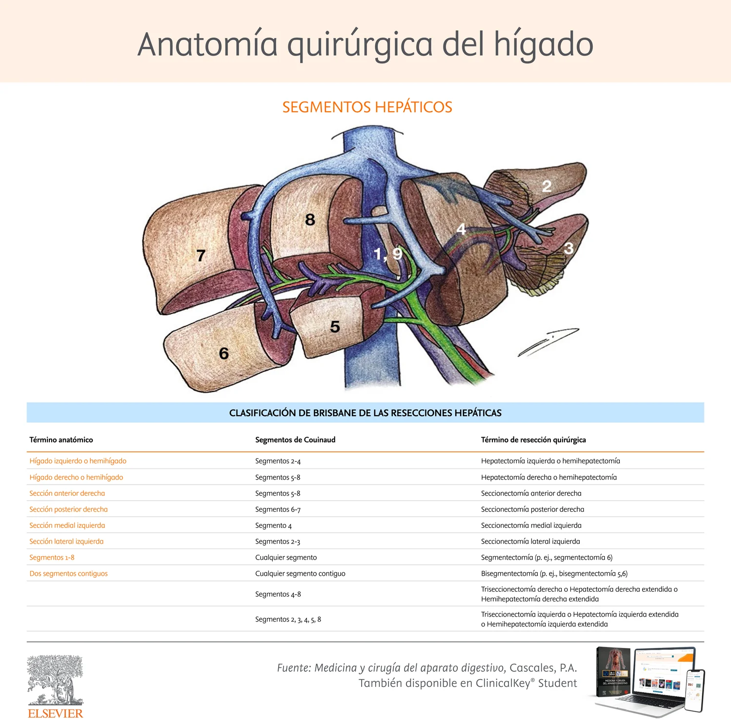 Anatomía quirúrgica del hígado: los segmentos hepáticos