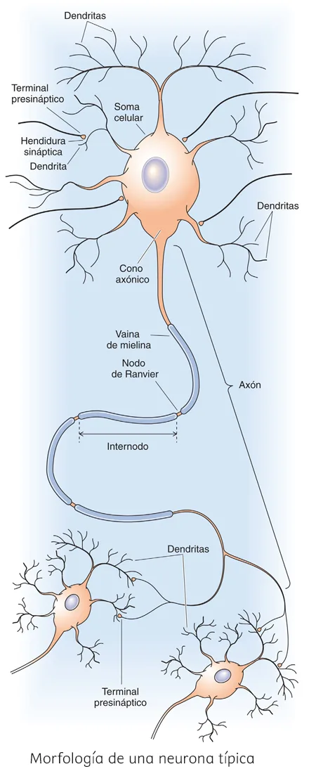 Clasificación de las neuronas según su estructura