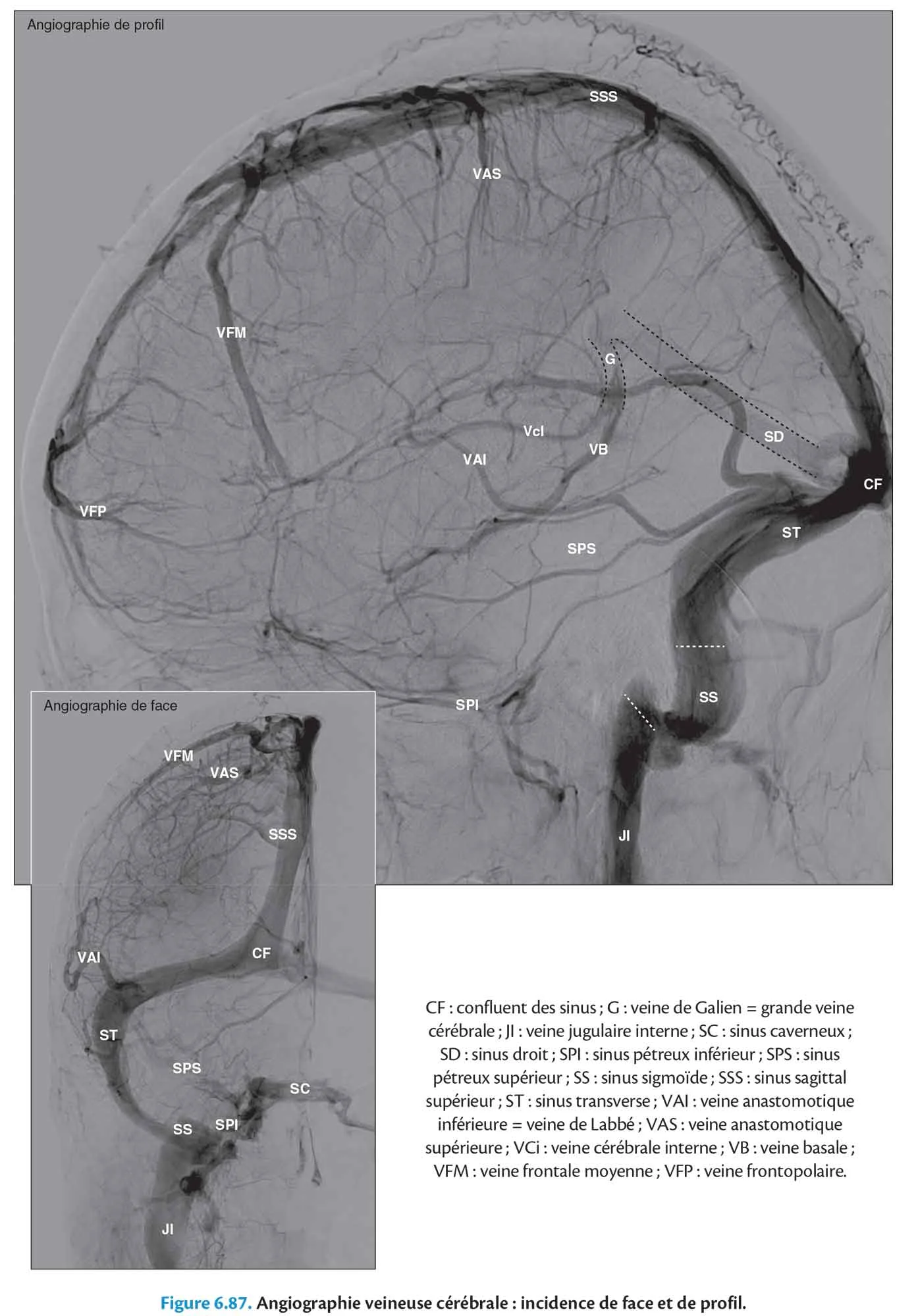 Atlas d'anatomie générale et radiologique