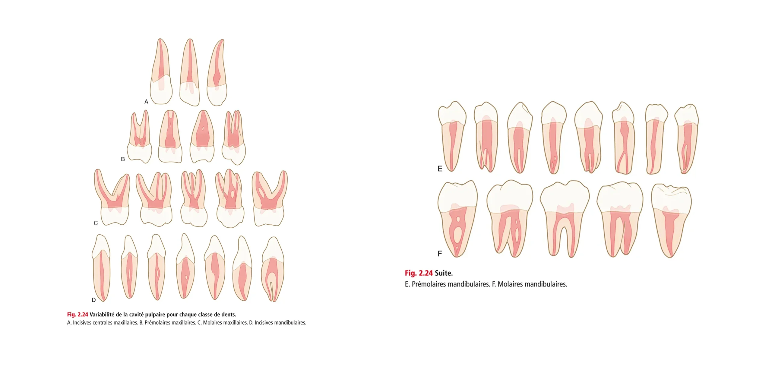 Anatomie dentaire