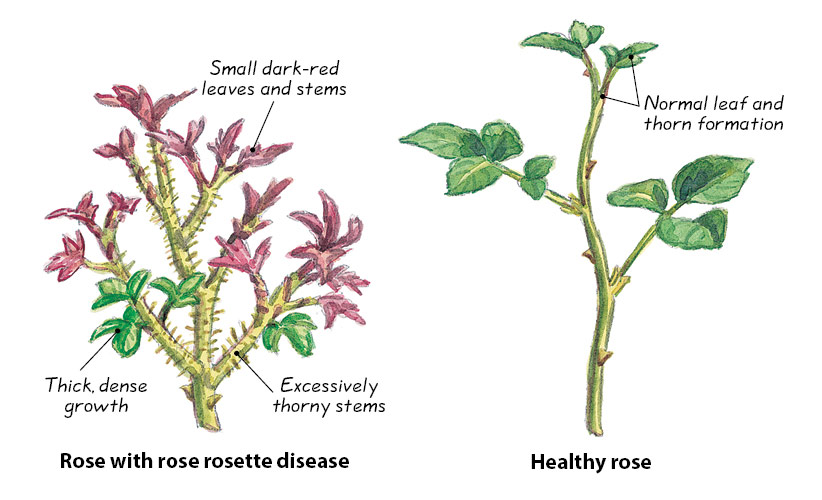 What’s going on here?? : r/Roses