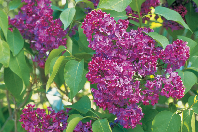 10 fragrant flowers for your garden | Garden Gate Magazine
