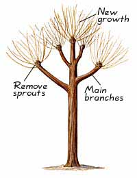 Pollarding Trees | Garden Gate