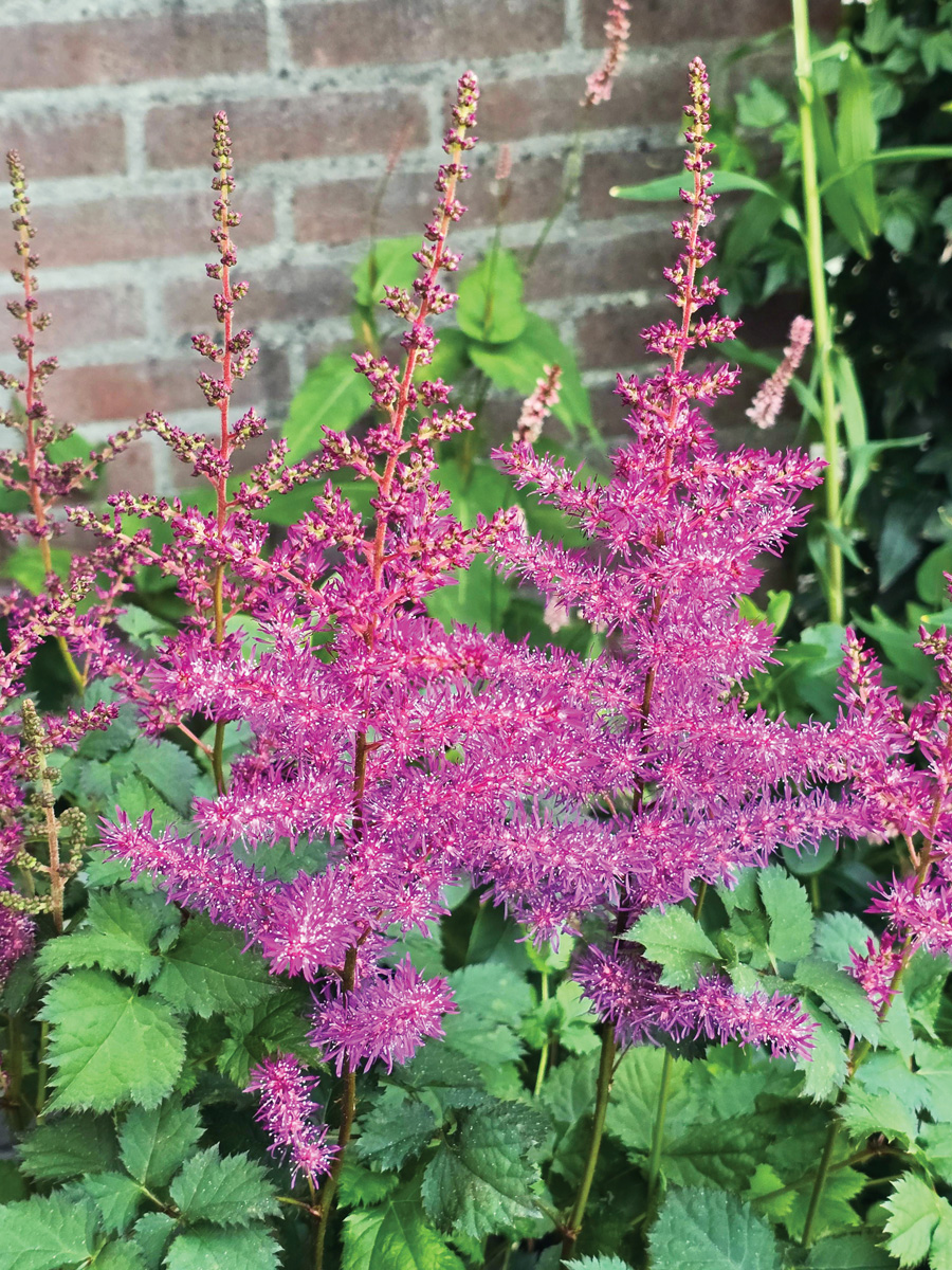 2026’s Best New Plant Introductions: Shade Perennials | Garden Gate
