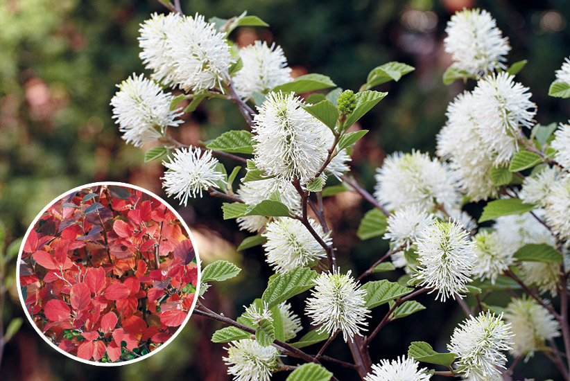 Spring-blooming shrubs | Garden Gate