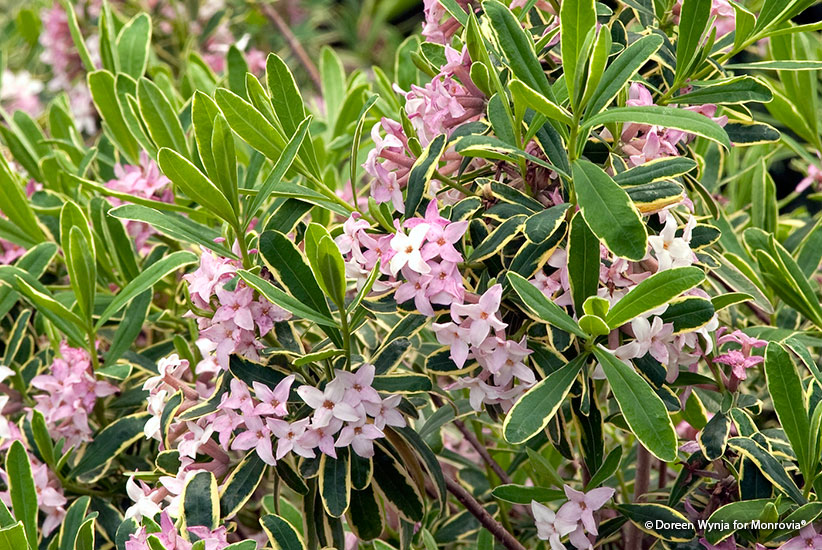 Spring-blooming shrubs | Garden Gate