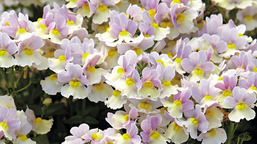 3 favorite plants you should try | Garden Gate