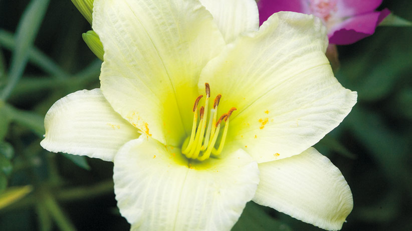 Best long-blooming daylilies | Garden Gate