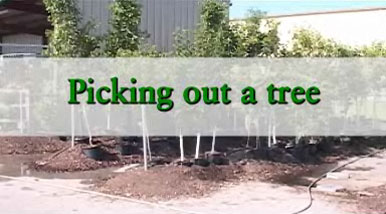 Picking Out a Tree | Garden Gate