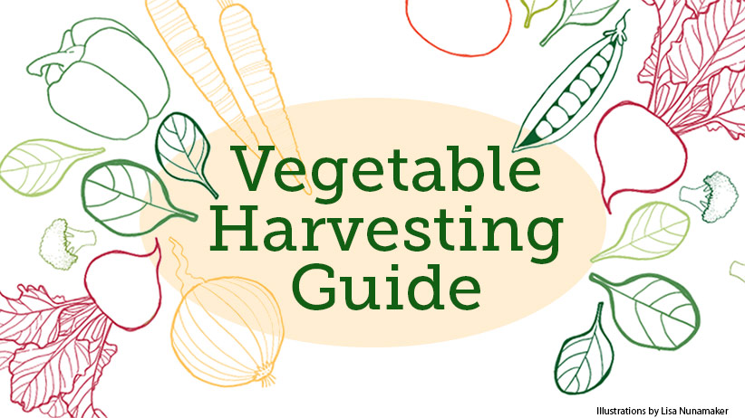 Vegetables | Garden Gate