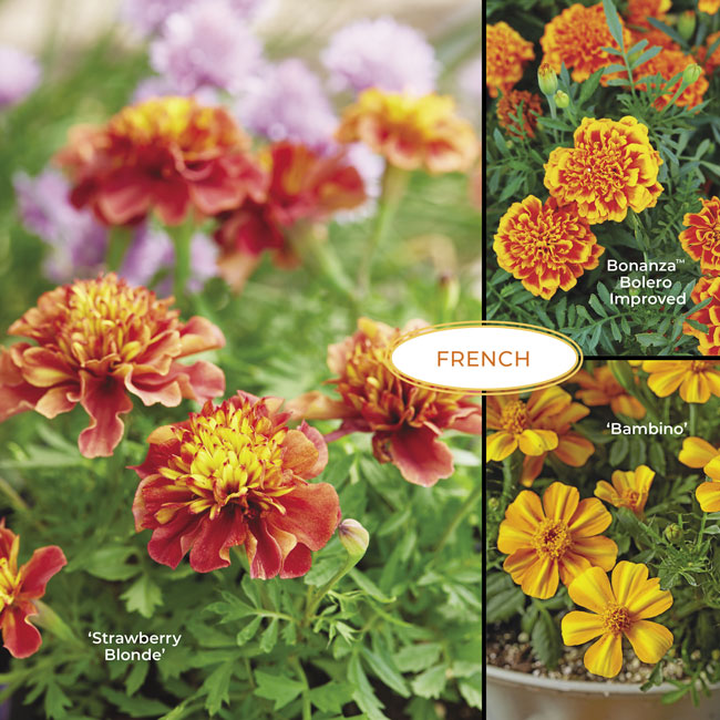 How to Grow Marigold Flowers Garden Gate