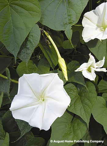 Moonflower Time-Lapse Video | Garden Gate