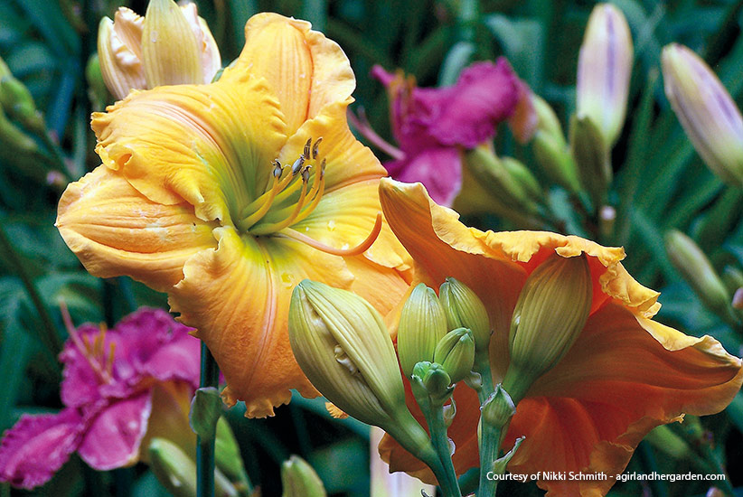 Tips for growing gorgeous daylilies | Garden Gate