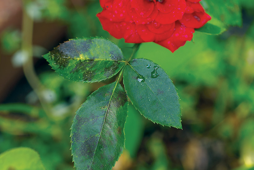 Seven common garden diseases | Garden Gate