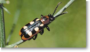 Common Asparagus Beetles | Garden Gate