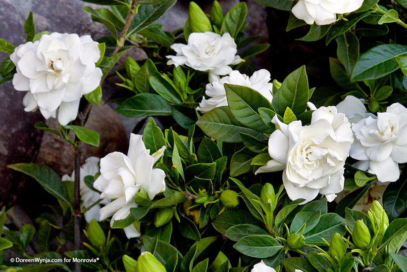 Spring-blooming shrubs | Garden Gate