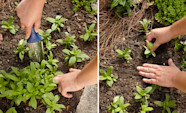How To Transplant Seedlings In Your Garden Garden Gate How To Transplant Seedlings In Your Garden Garden Gate