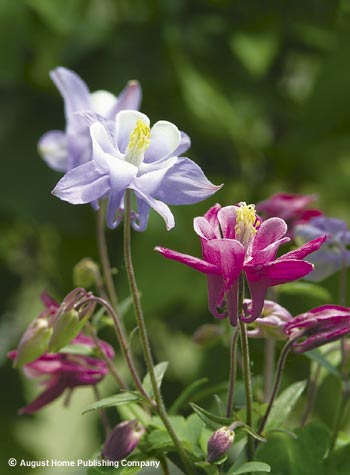 Collecting Columbine Seed | Garden Gate