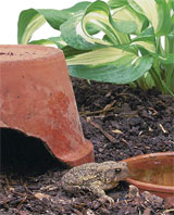 Inviting Toads to Your Garden | Garden Gate