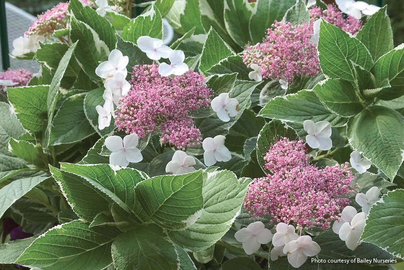 Seven bigleaf hydrangea cultivars for your garden | Garden Gate