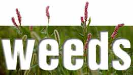 Eradicating Weeds | Garden Gate